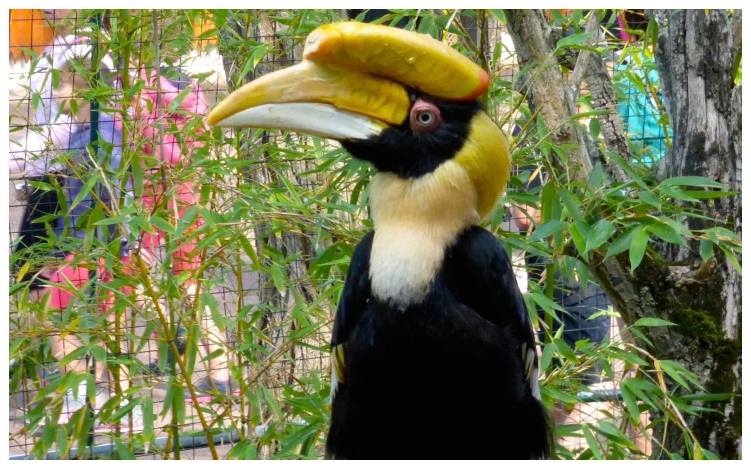 Qui est ce Calao qui voyage ? - Le voyage du Calao