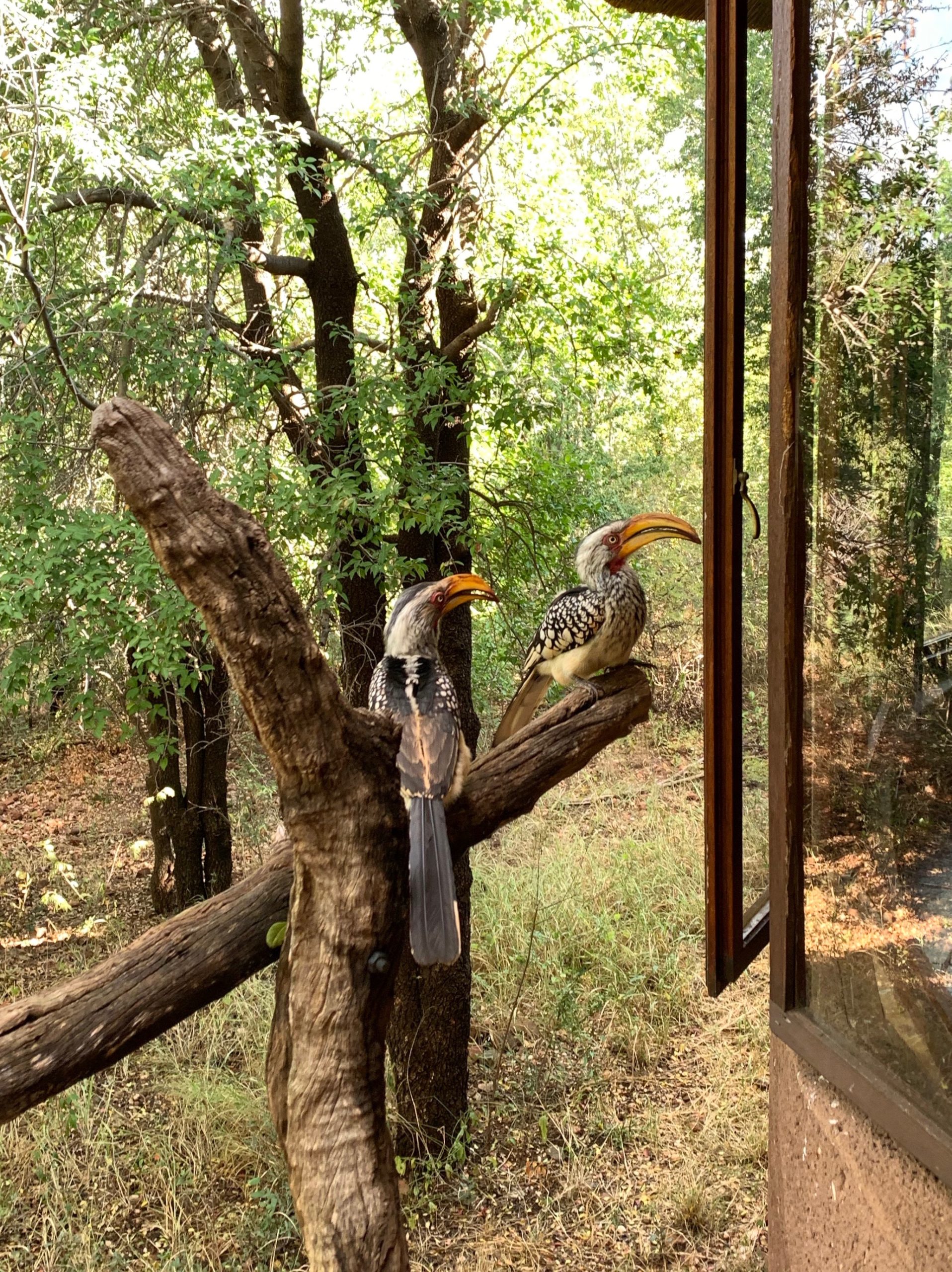 Qui est ce Calao qui voyage ? – Le voyage du Calao